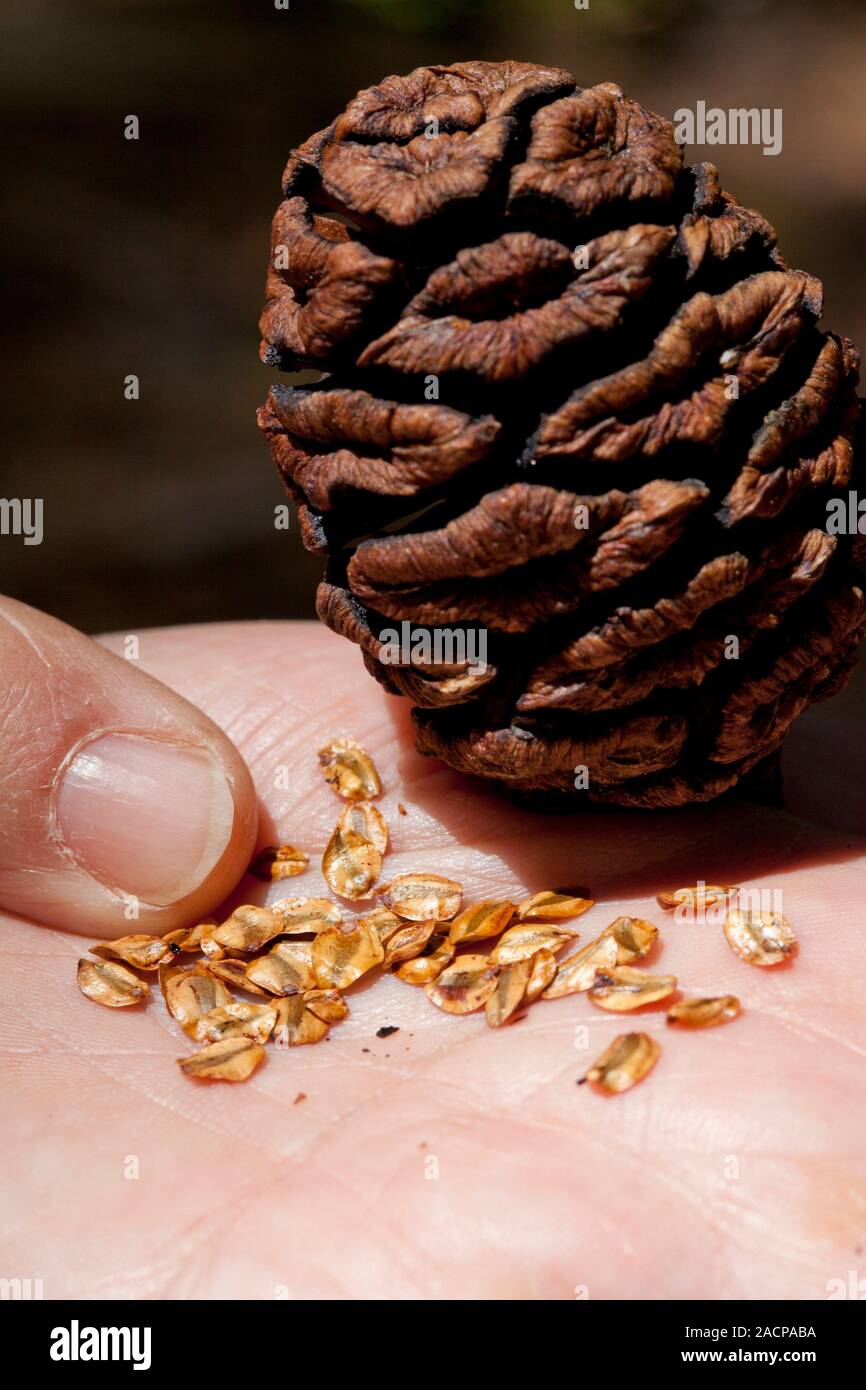 Giant sequoia (Sequoiadendron giganteum) seeds. Sequoias are the ...