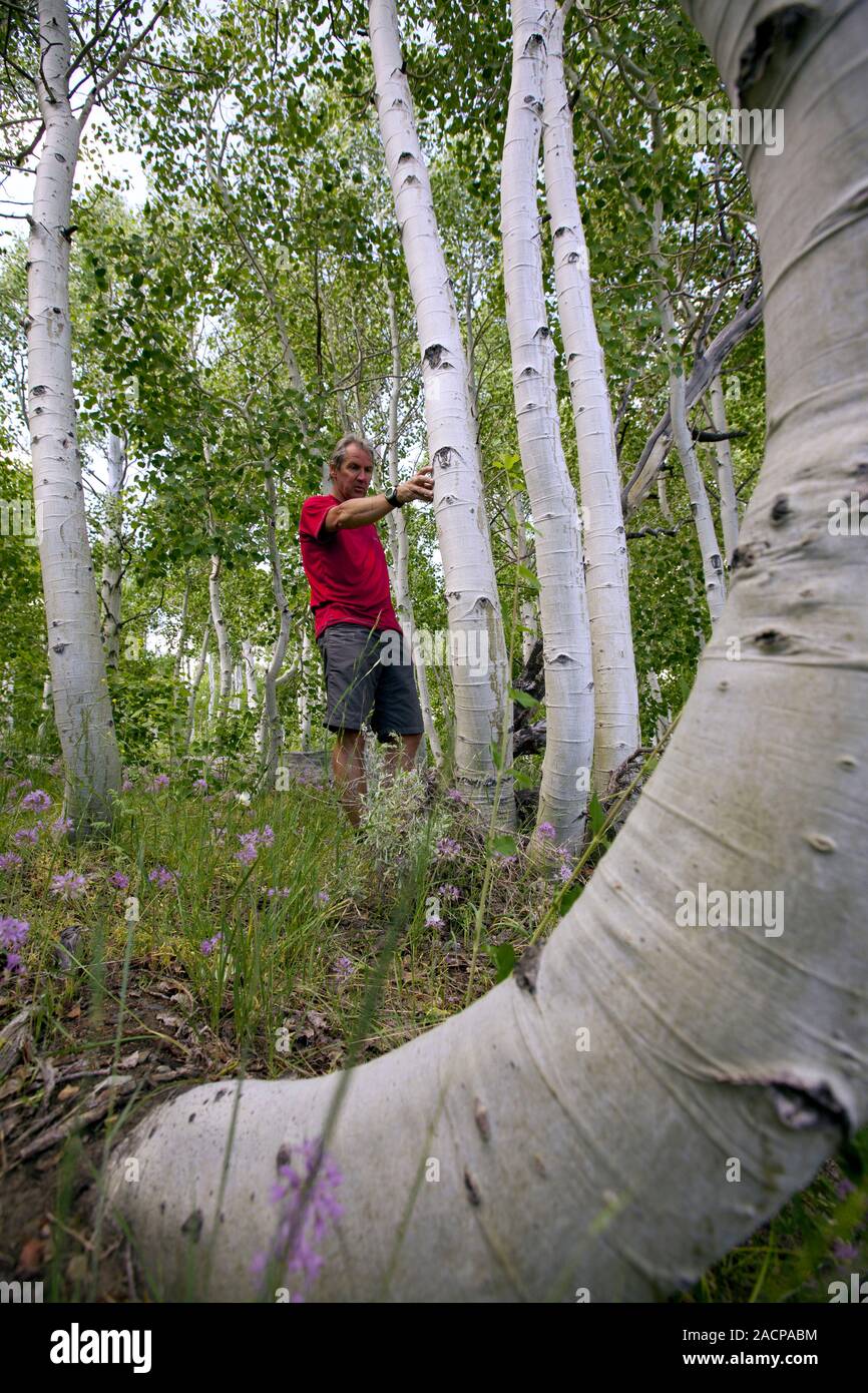 Common aspen forest. Researcher examining aspen trees (Populus tremula ...