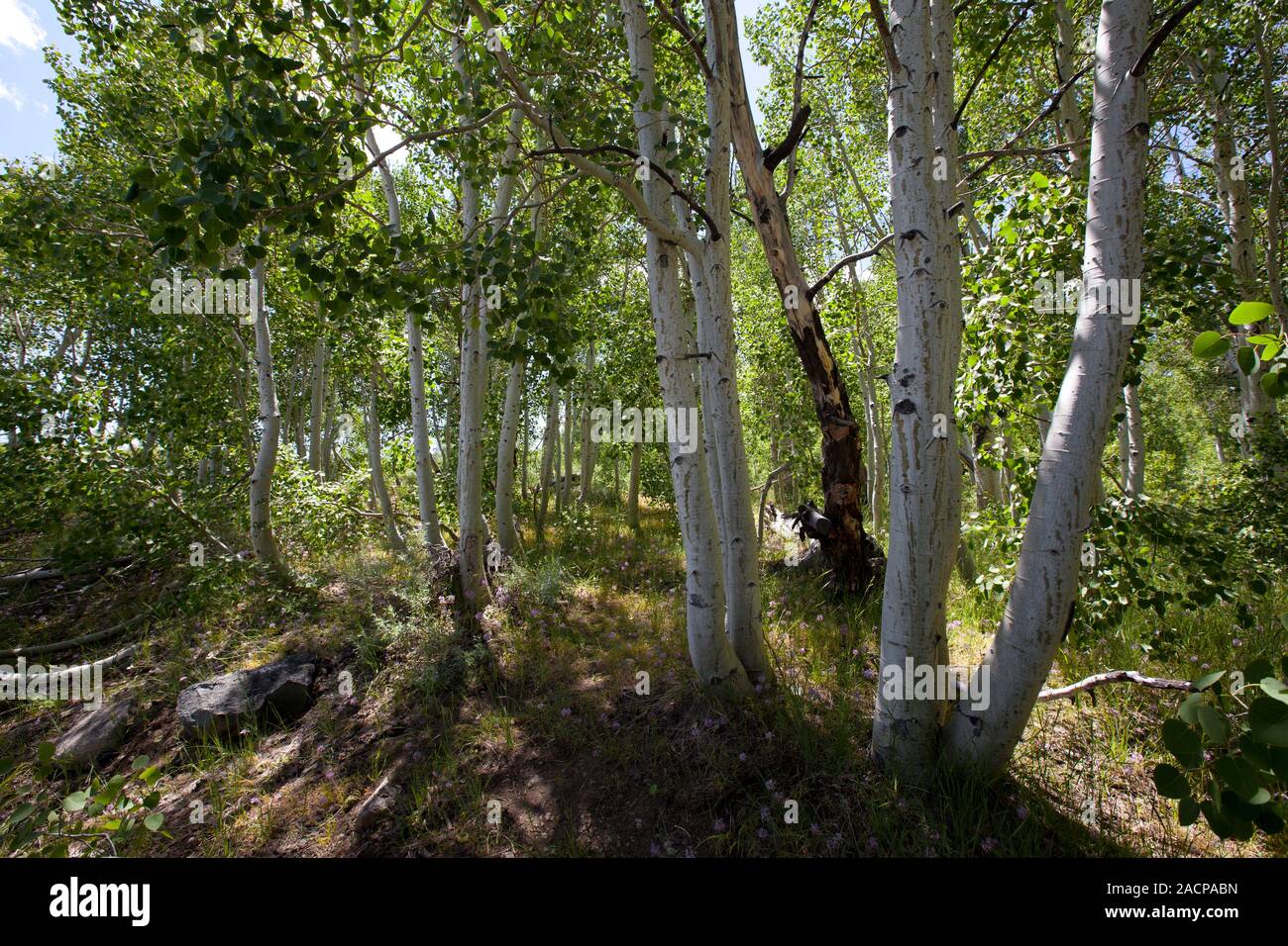 Common aspen (Populus tremula) forest. This tree spreads by root ...