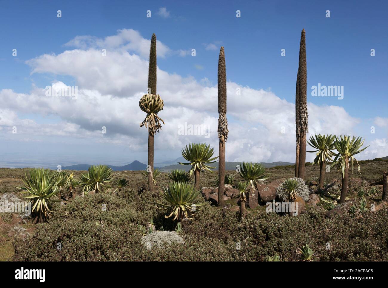 Giant lobelia (Lobelia rhynchopetalum). Photographed on the Sanetti ...