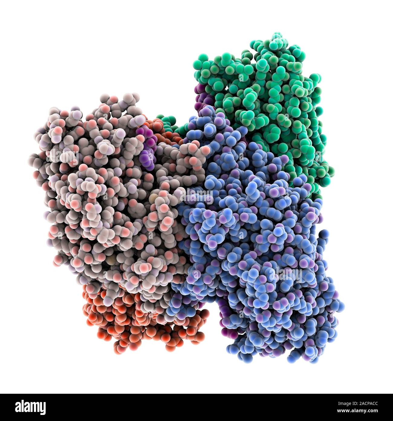 Isovaleryl dehydrogenase. Molecular model of the human isovaleryl-CoA ...
