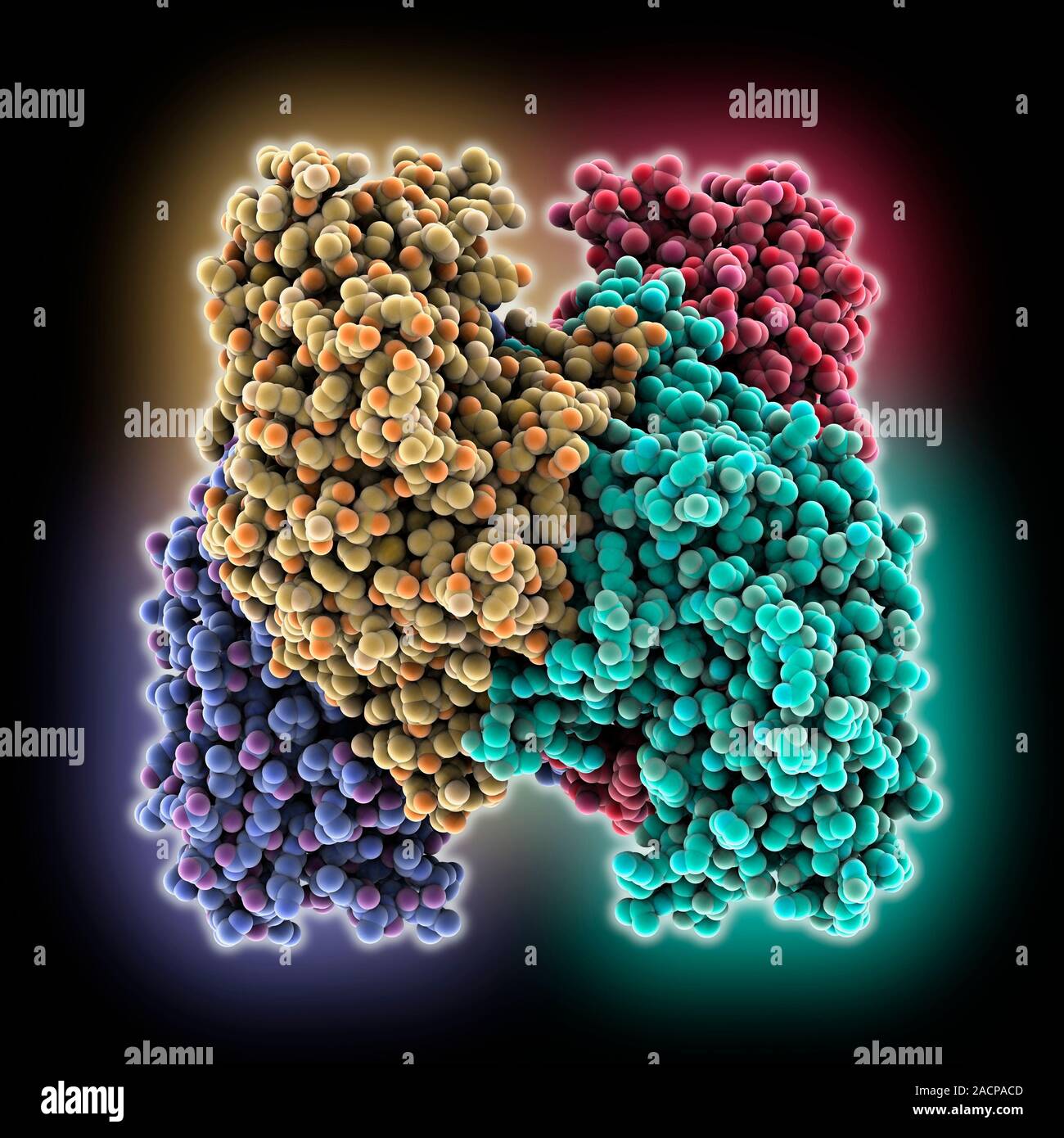 Isovaleryl dehydrogenase. Molecular model of the human isovaleryl-CoA ...
