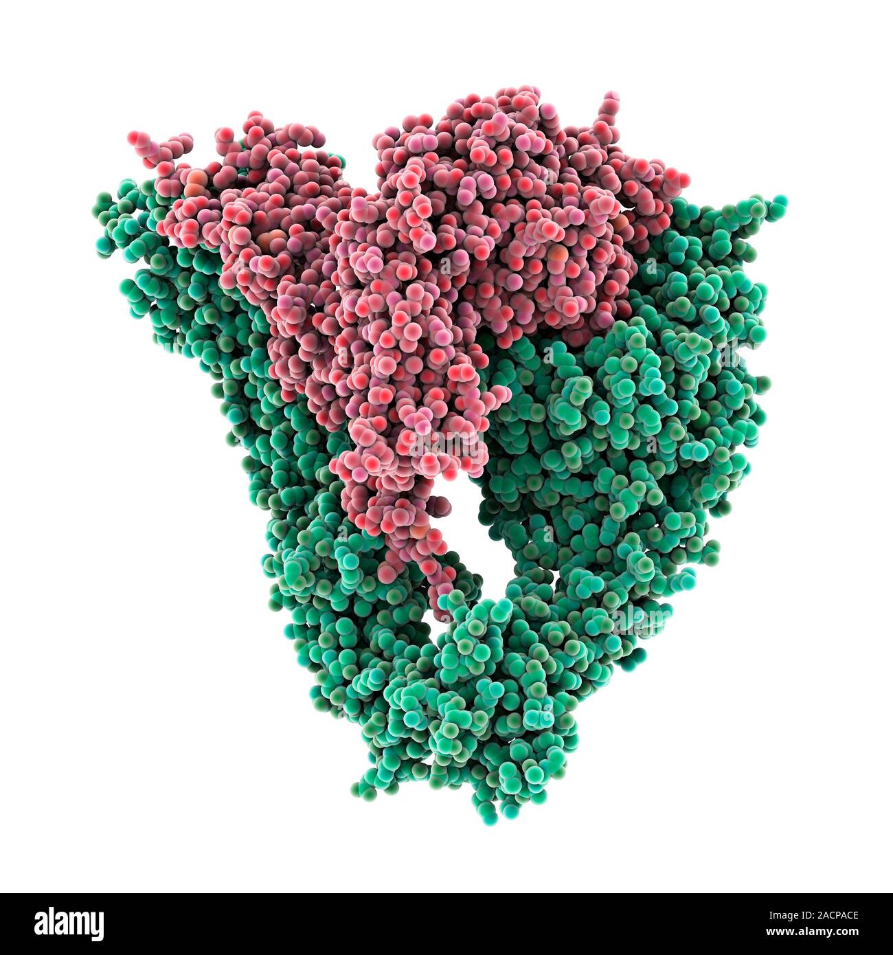 Integrin. Molecular model of the integrin protein alpha-v beta-3. This ...