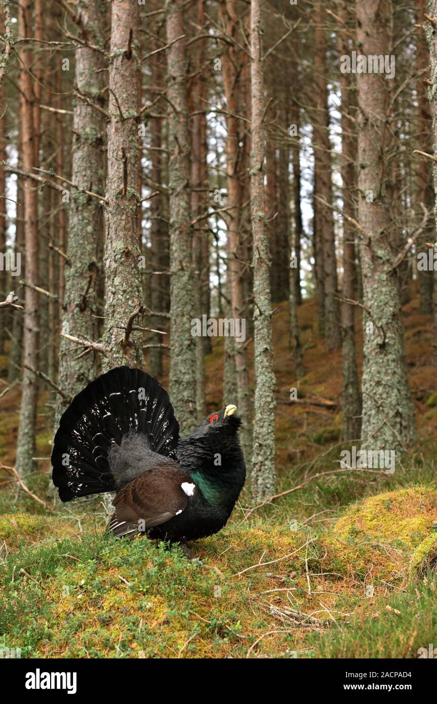 Male capercaillie displaying in a forest. Capercaillies (Tetrao ...