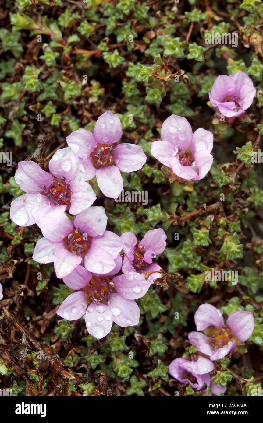 Purple saxifrage (Saxifraga oppositifolia) in flower. Photographed in ...