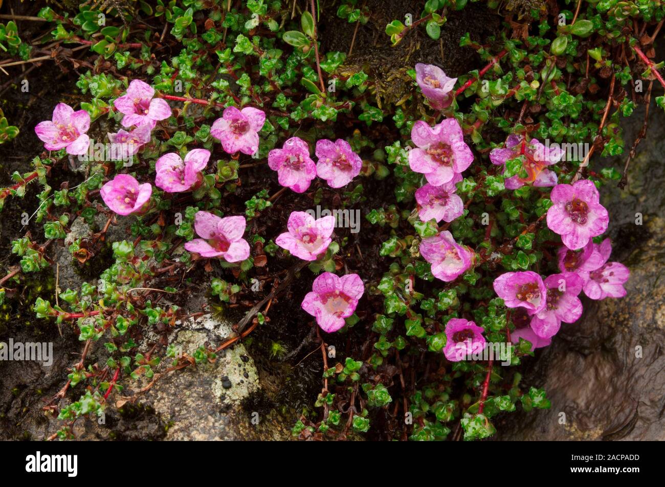 Purple saxifrage (Saxifraga oppositifolia) in flower amongst rocks on a ...