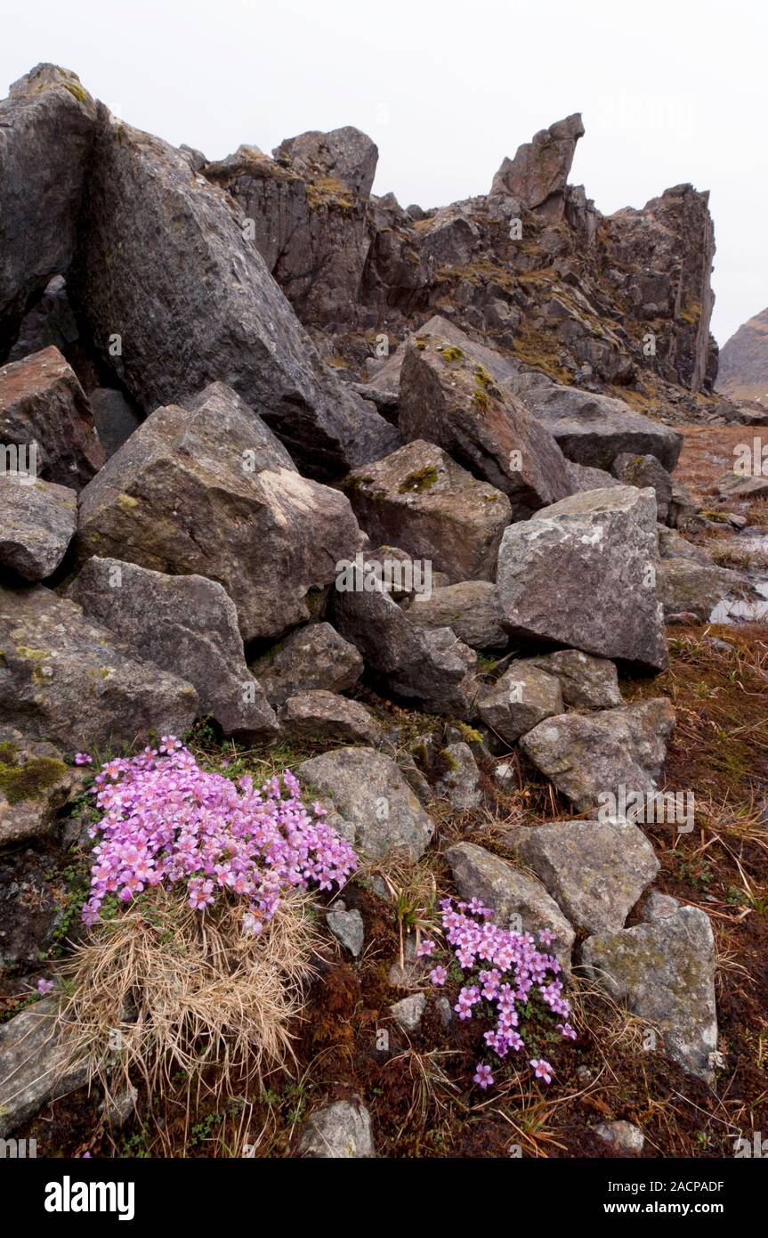 Purple saxifrage (Saxifraga oppositifolia) in flower amongst rocks on a ...