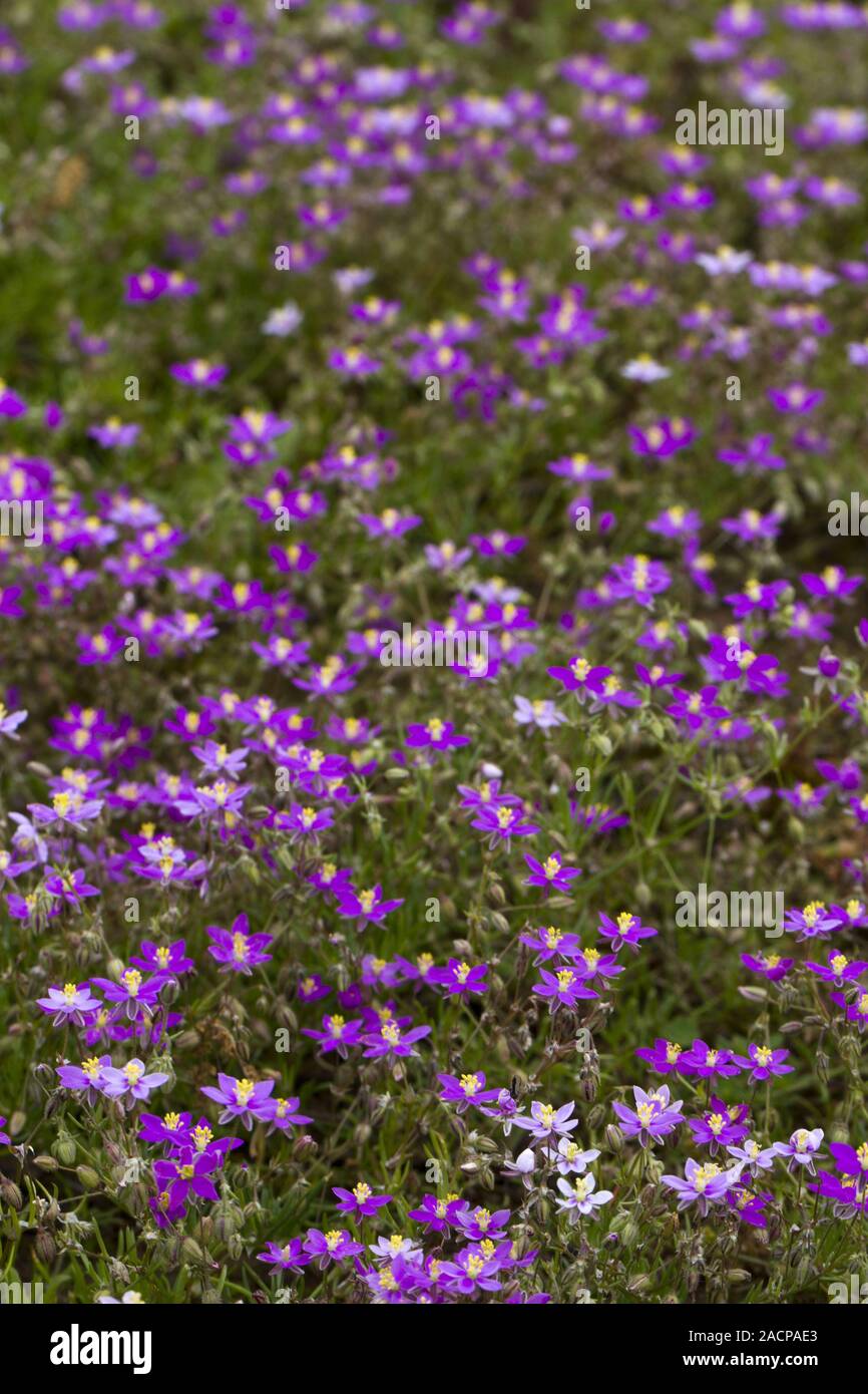Red Sand Spurrey Stock Photo - Alamy