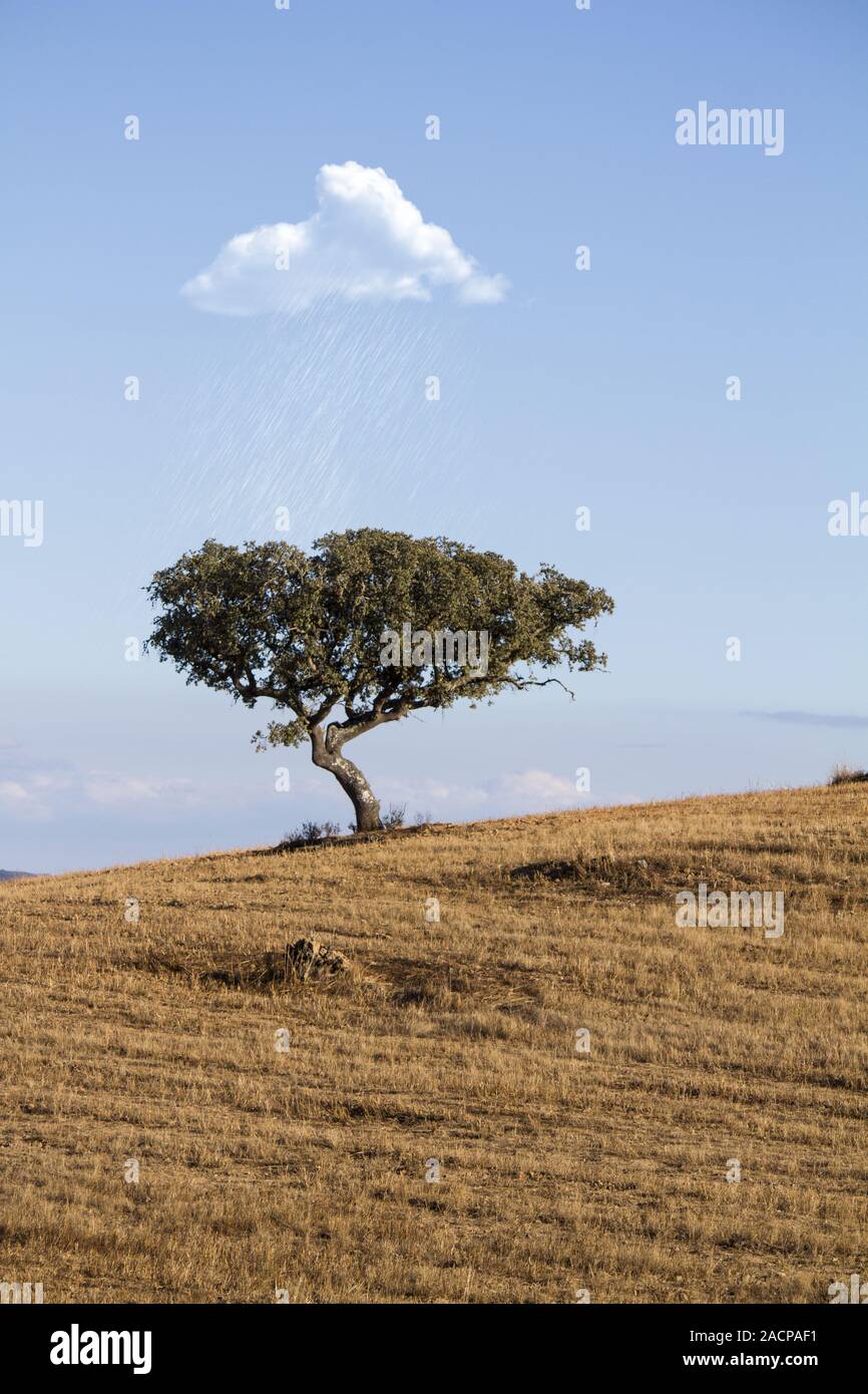 Rain on tree hi-res stock photography and images - Alamy