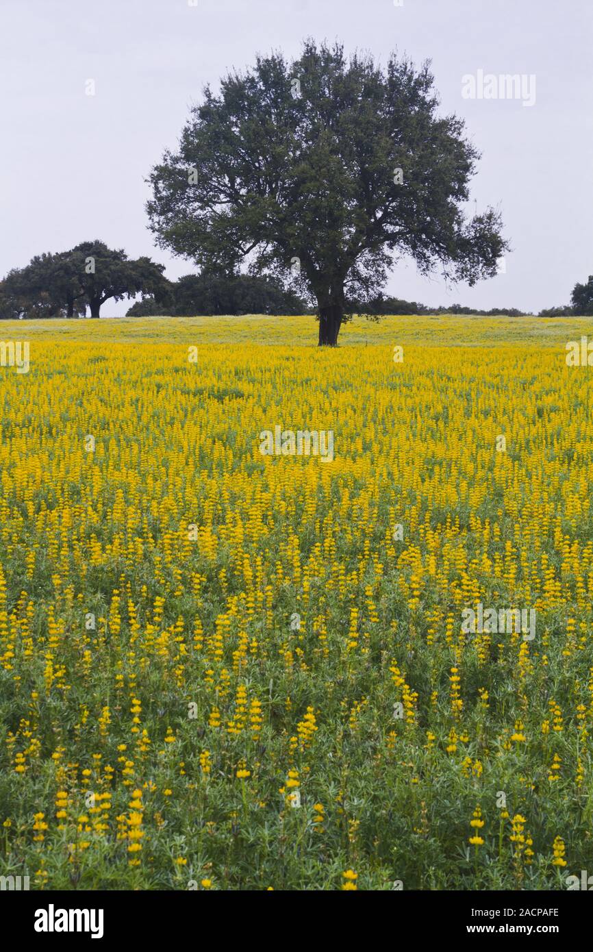Carob trees hi-res stock photography and images - Alamy
