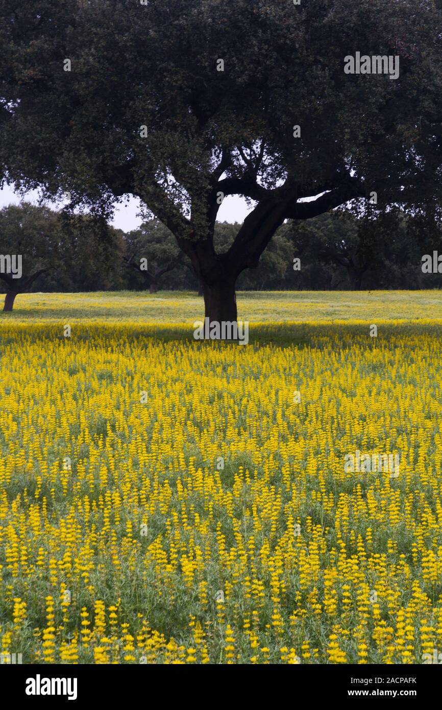 Carob trees hi-res stock photography and images - Alamy