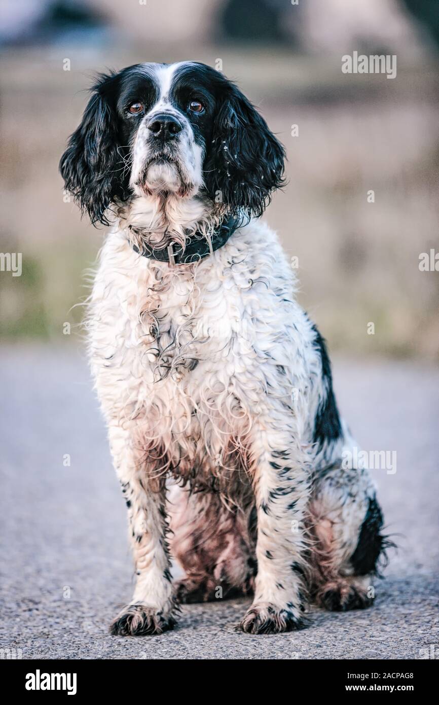 Springer spaniel and owner hi-res stock photography and images - Alamy