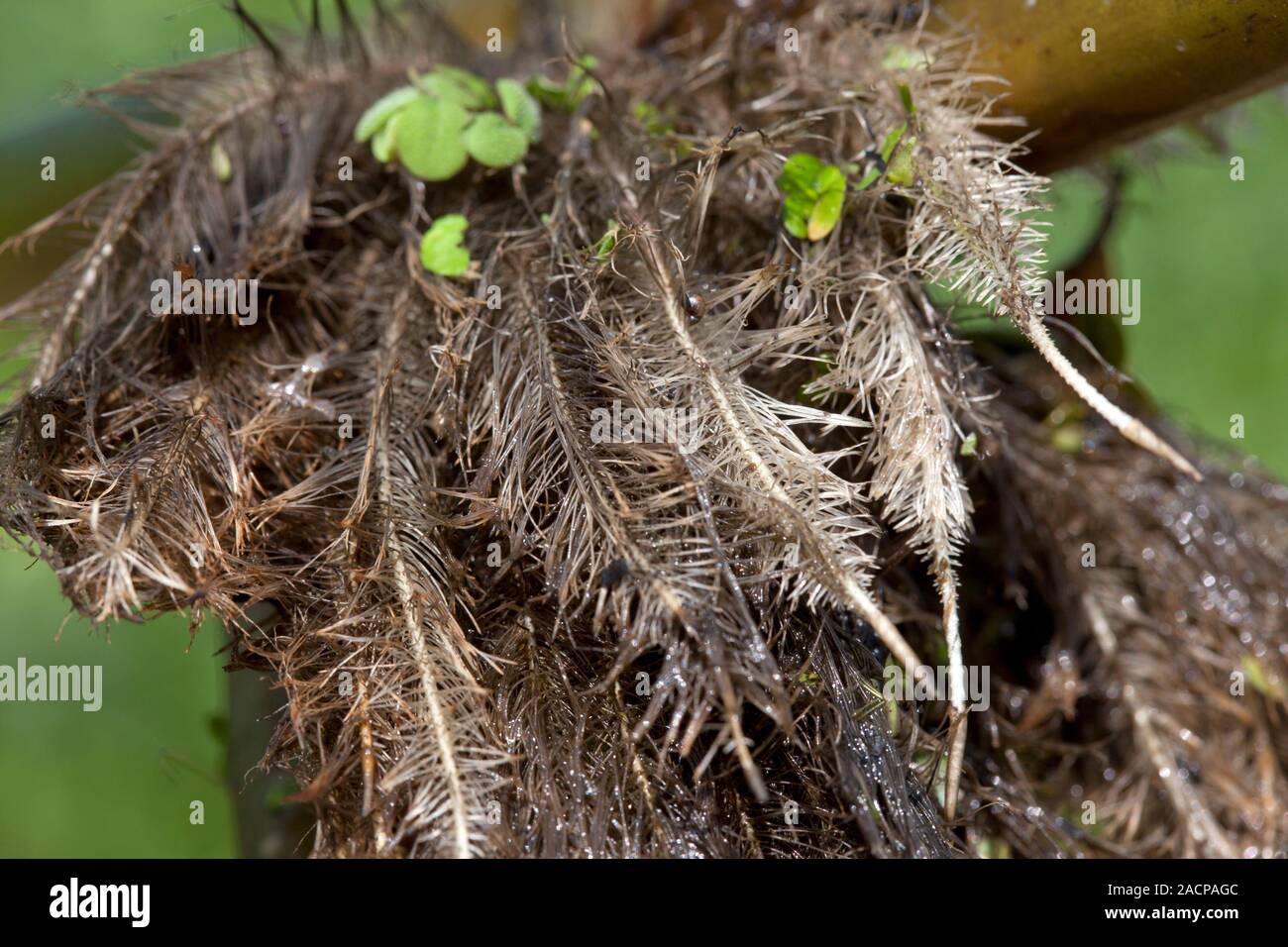 Water hyacinth wasterwater treatment research. Roots of a water ...