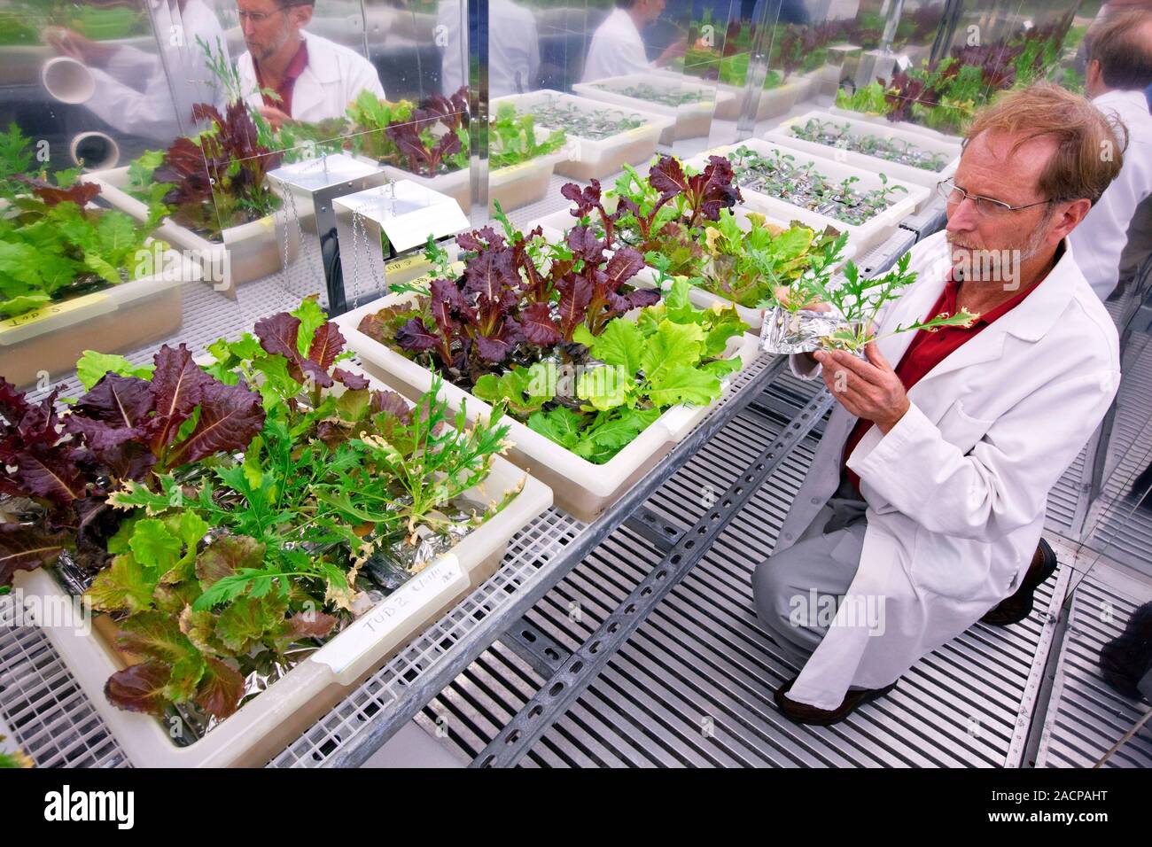 Plant growth in space research. Researcher with trays of herbs and ...