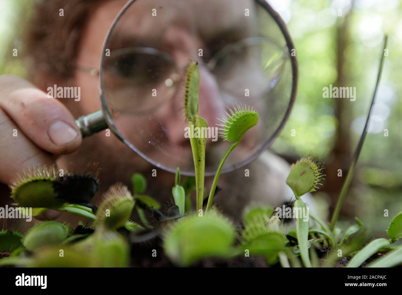Venus flytraps. Researcher using a magnifying glass to examine venus ...