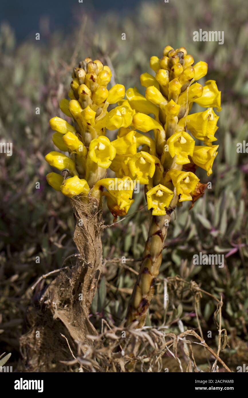 Cistanche hi-res stock photography and images - Alamy