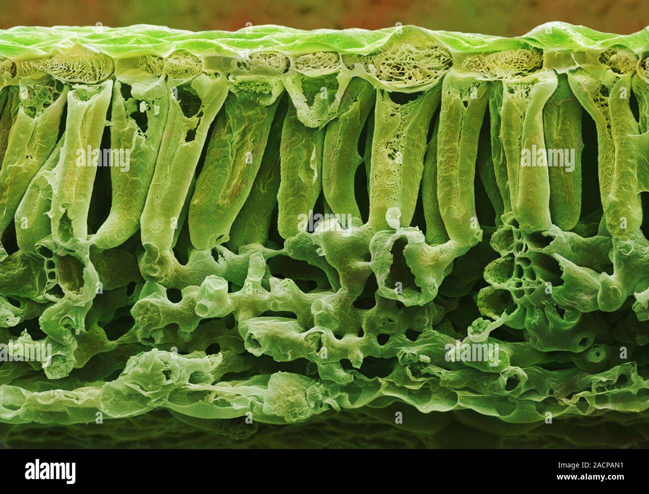 Potato leaf. Coloured scanning electron micrograph (SEM) of a ...