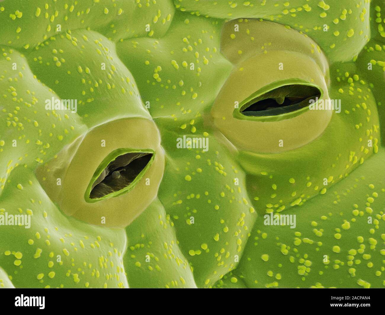Potato Stomata. Scanning electron micrographs (SEM) of open stomata on ...