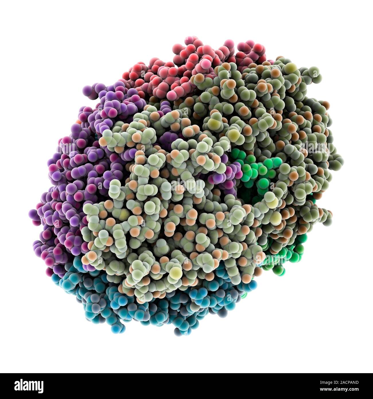 Type IV collagen C4 domain. Molecular model of the type IV collagen C4 ...