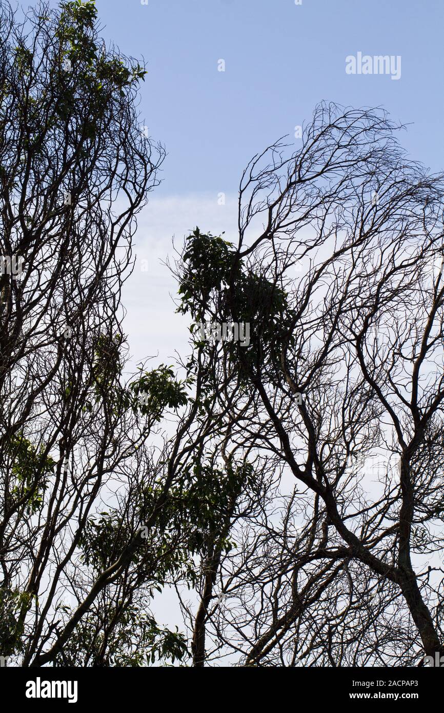 Abstract tree branches Stock Photo - Alamy