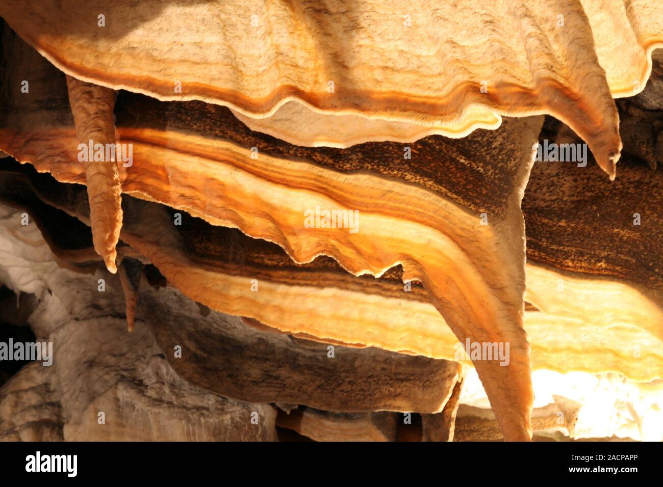 Limestone cave formations. Large stalactites, sheets and columns in ...
