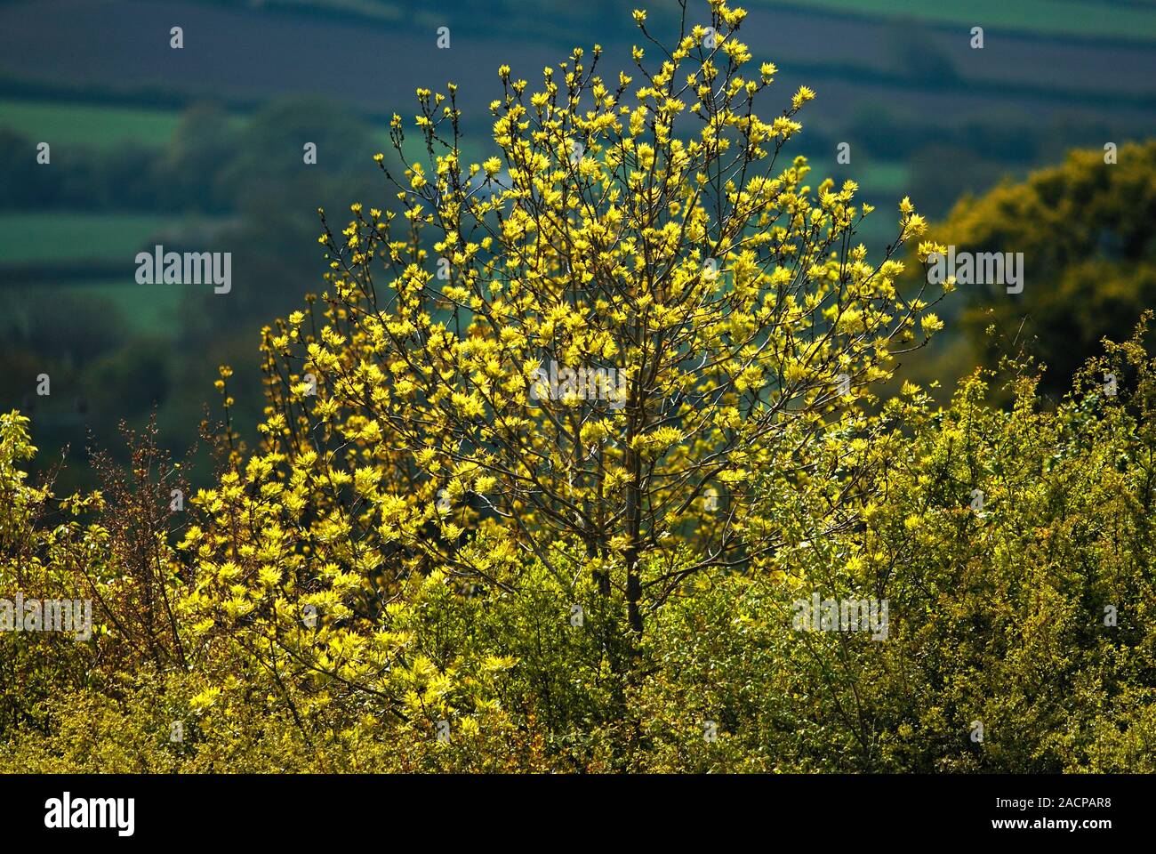 Ash (Fraxinus excelsior) tree growing new leaves in spring ...