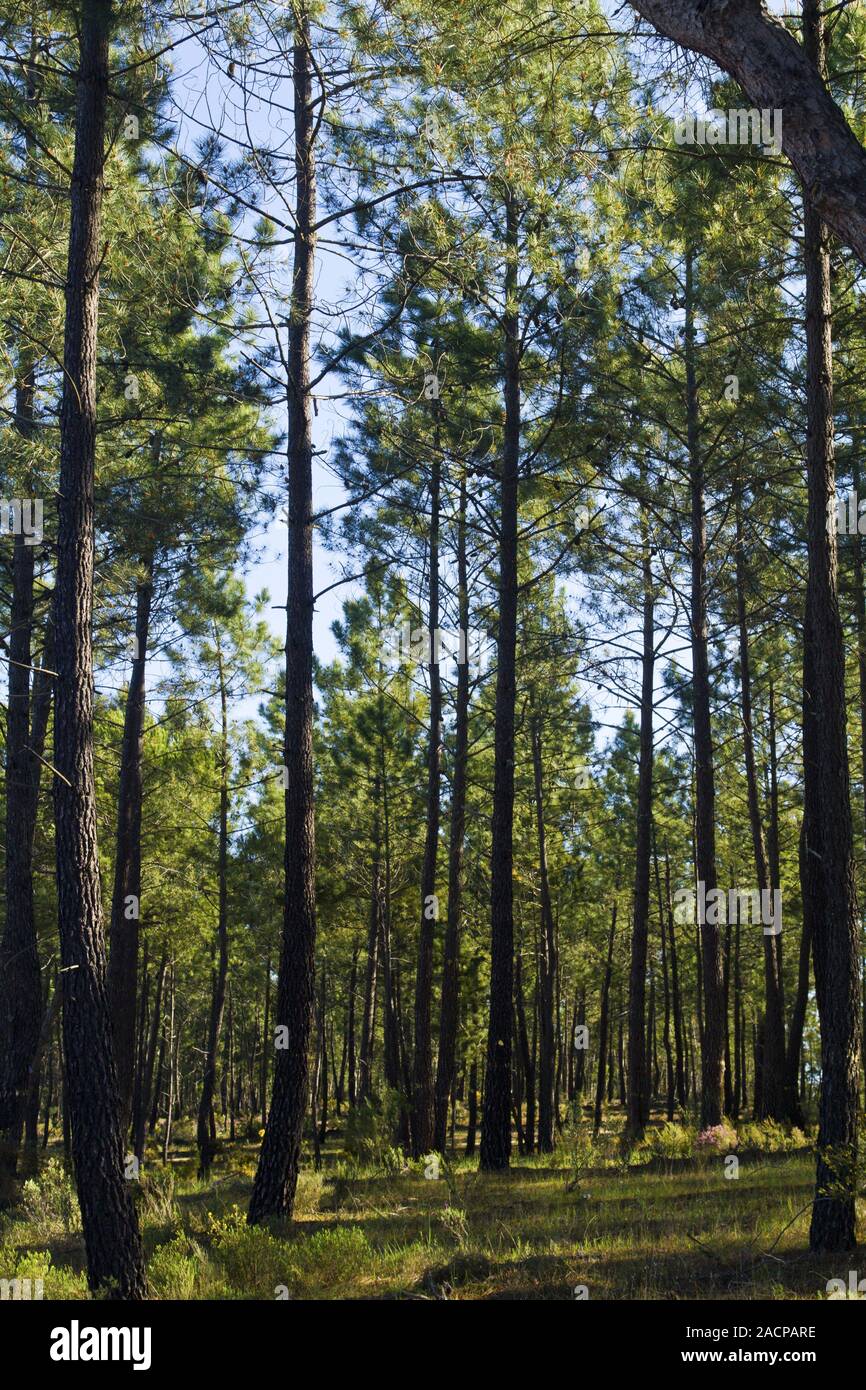 Pine wood high evergreen trees hi-res stock photography and images - Alamy
