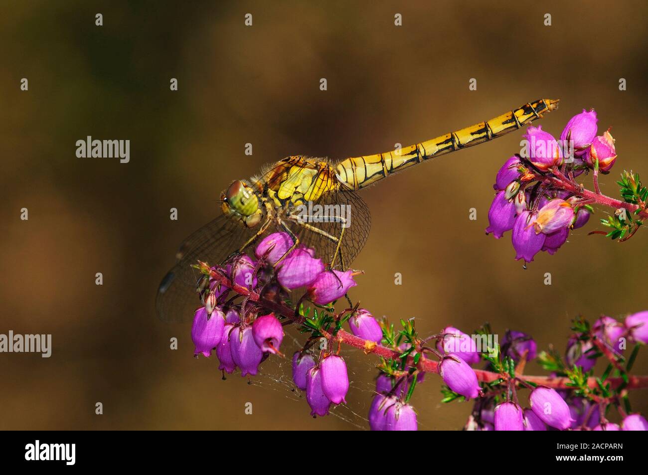 Common darter dragonfly. Female common darter (Sympetrum striolatum) at ...