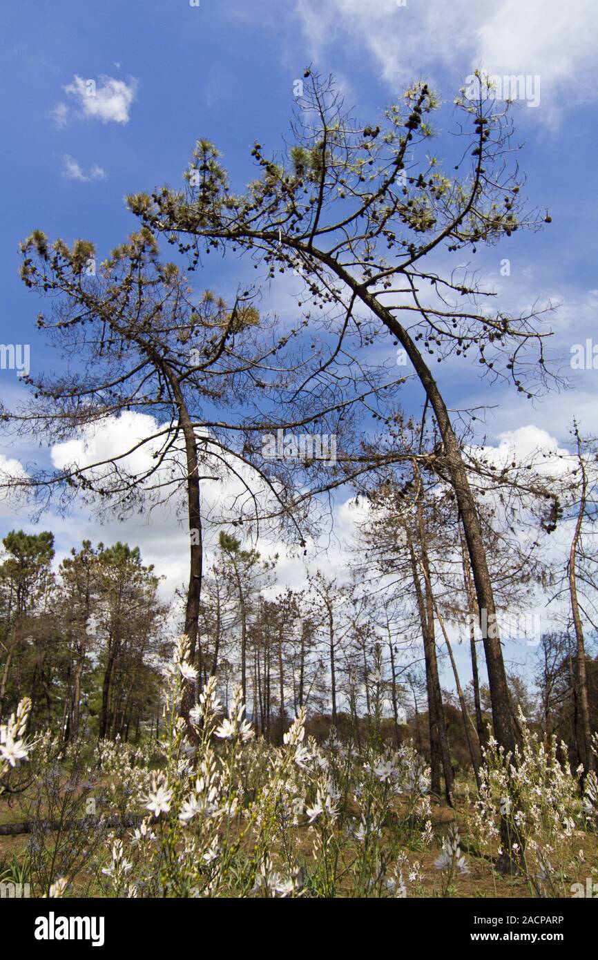 curious bent pine trees Stock Photo - Alamy