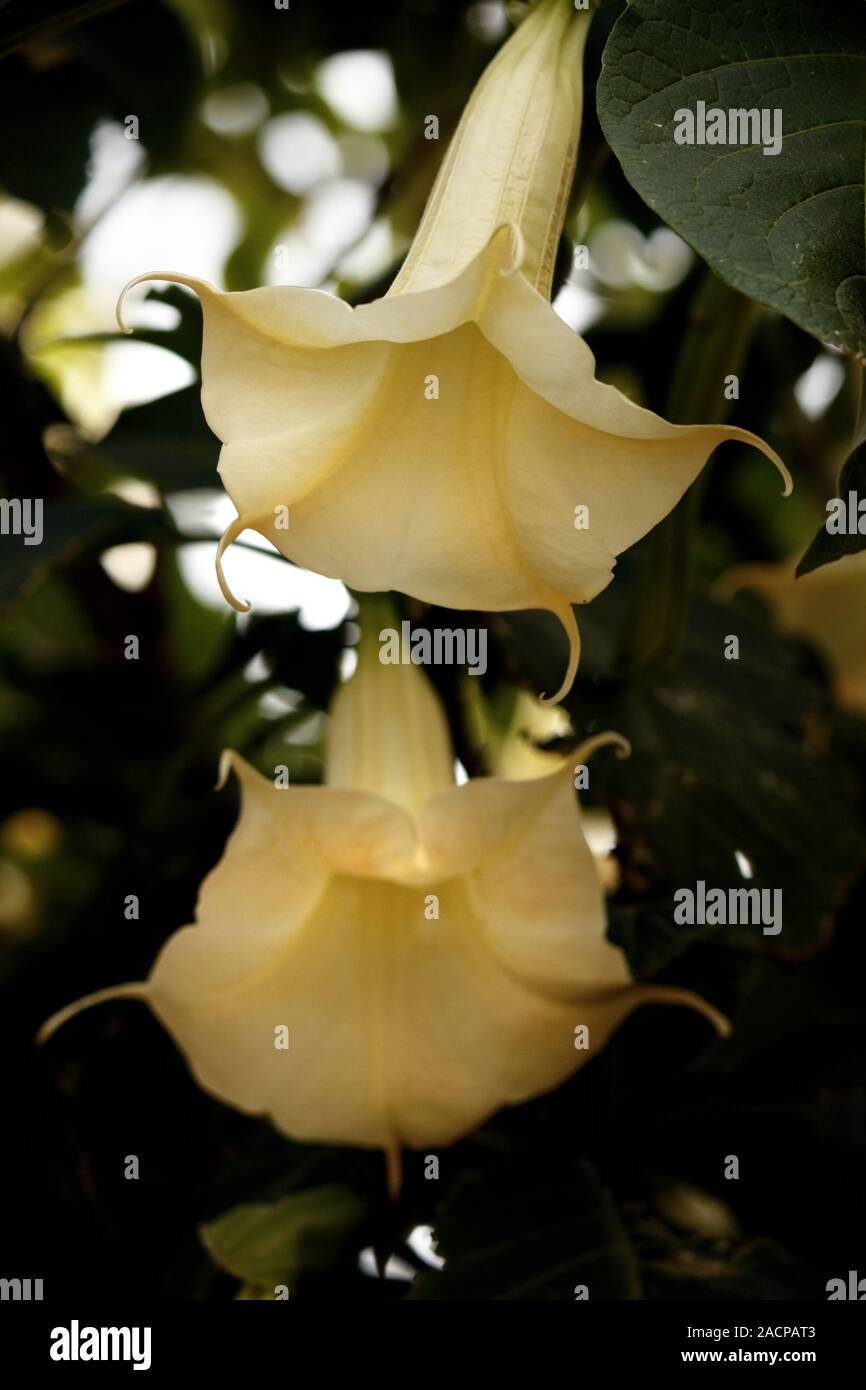 Angel trumpet flower hi-res stock photography and images - Alamy