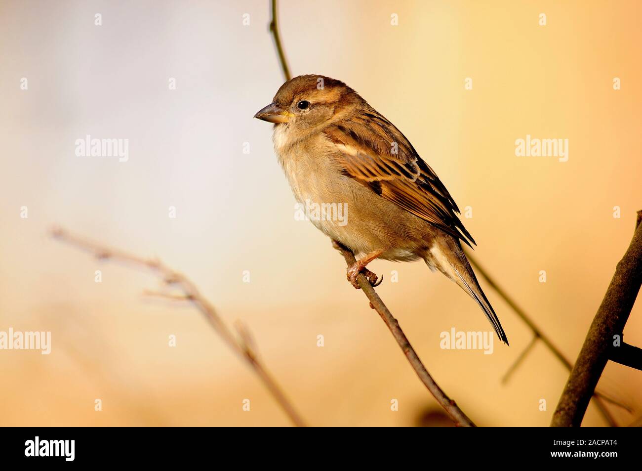 House sparrow. Female house sparrow (Passer domesticus) on a branch ...