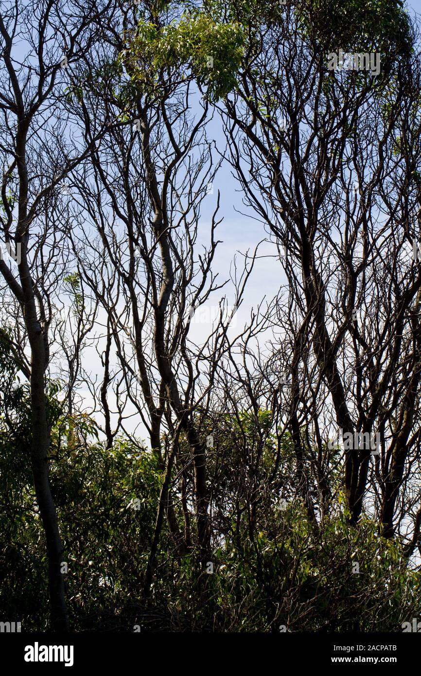 Abstract tree branches Stock Photo - Alamy