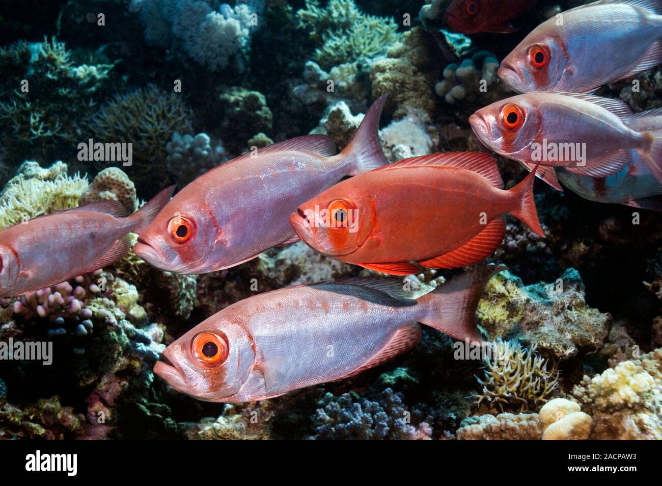 Crescent-tail bigeye fish on a coral reef. Male crescent-tail bigeyes ...