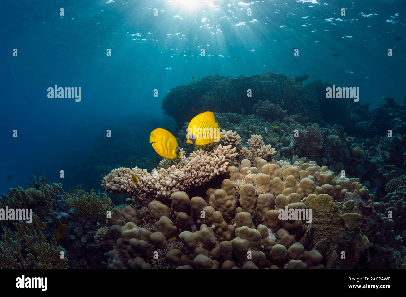 Golden butterflyfish (Chaetodon semilarvatus) on a reef. These fish are ...