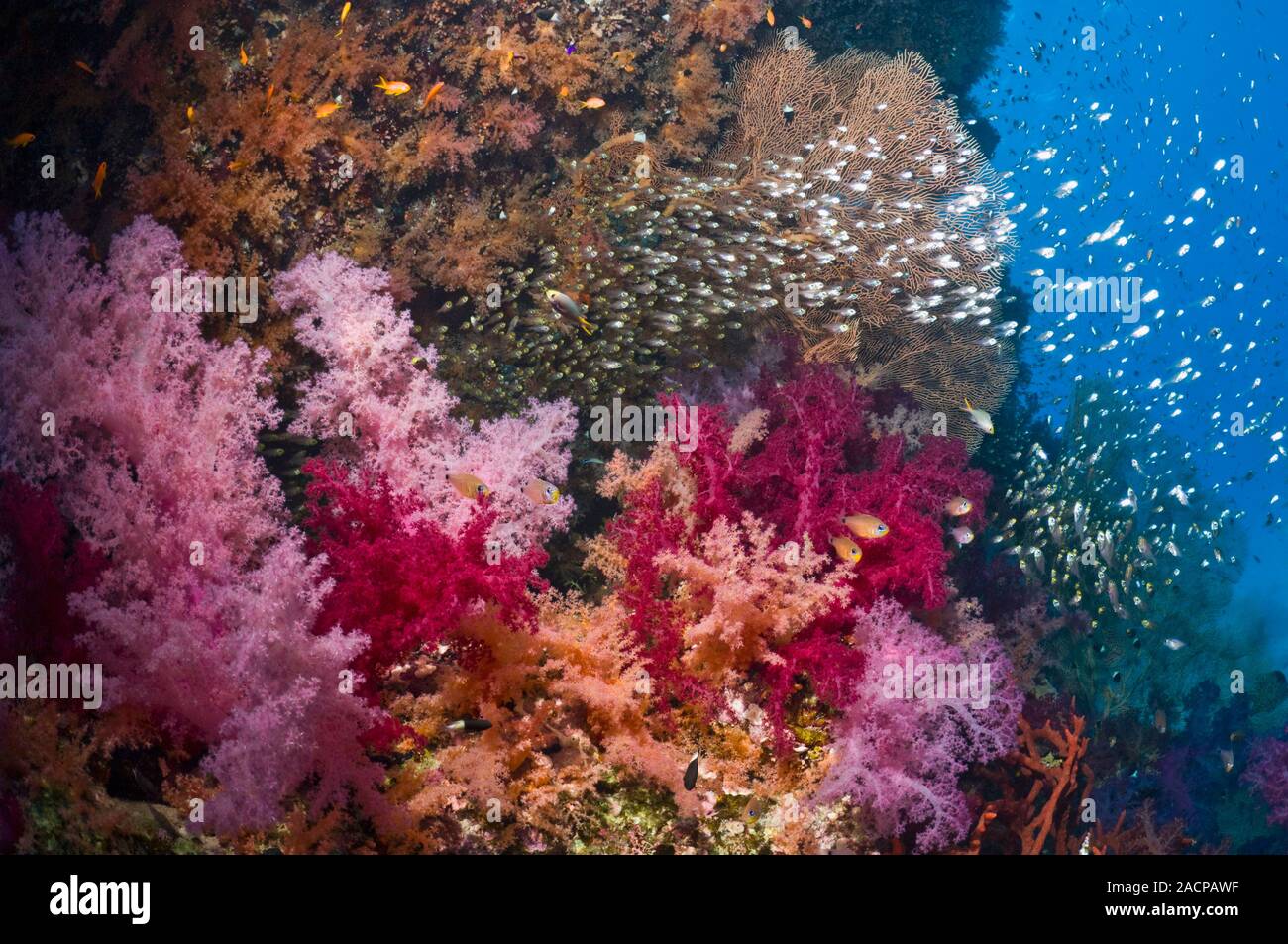 Coral reef. Pygmy sweeper (Parapriacanthus guentheri) fish swimming ...