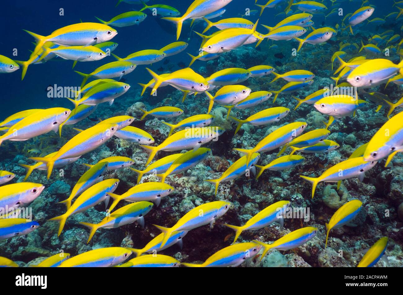 Yellowtop fusiliers (Caesio xanthonota) on a coral reef. Photographed ...