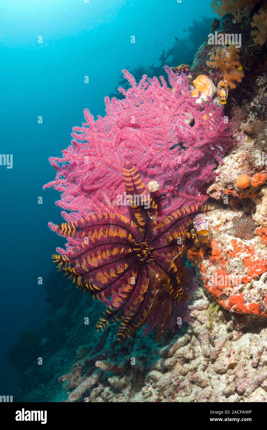 Featherstars on a reef. Featherstars, or crinoids, (class Crinoidea ...