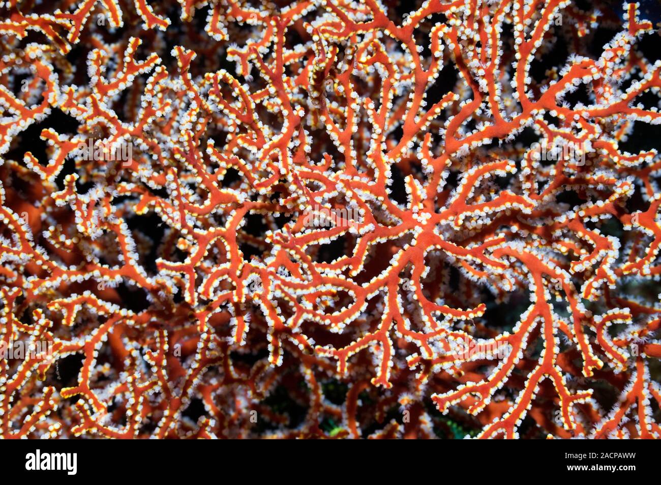 Gorgonian. Close-up of a gorgonian (sea fan) colony showing its ...