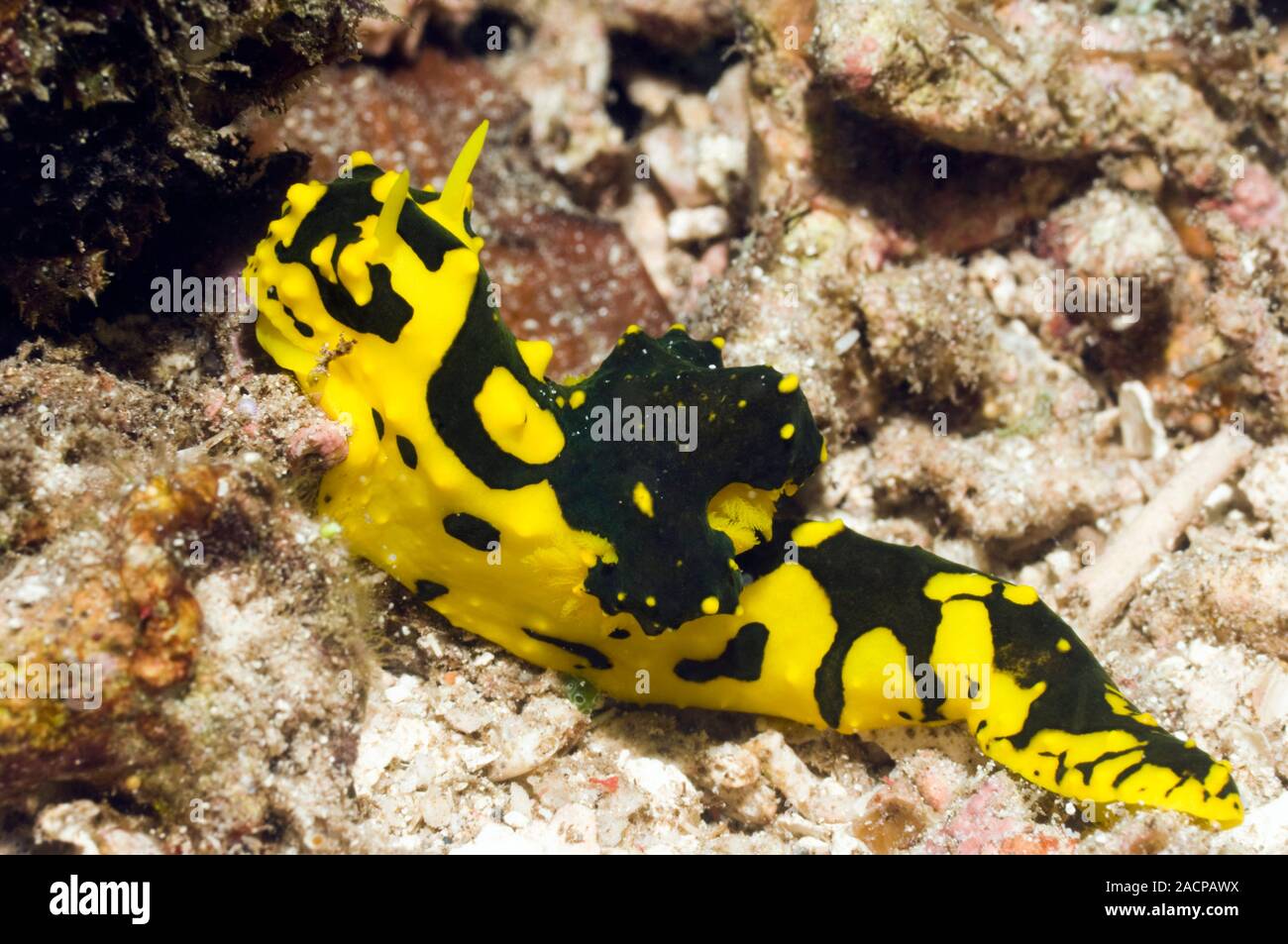 Nudibranch (Notodoris gardineri). Nudibranchs are shell-less marine ...