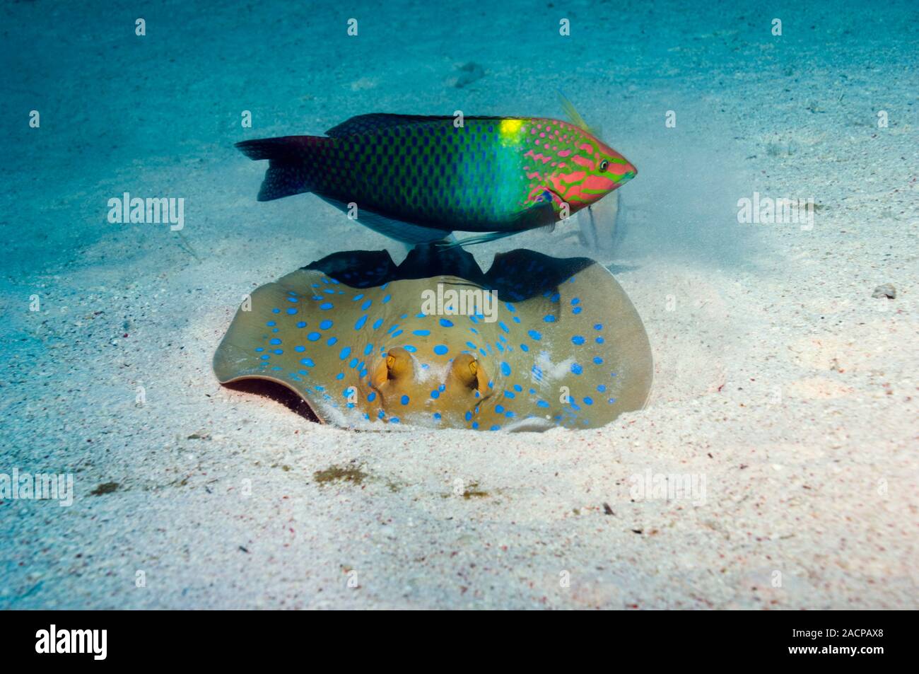Triggerfish and ray. Checkerboard wrasse (Halichoeres hortulanus ...