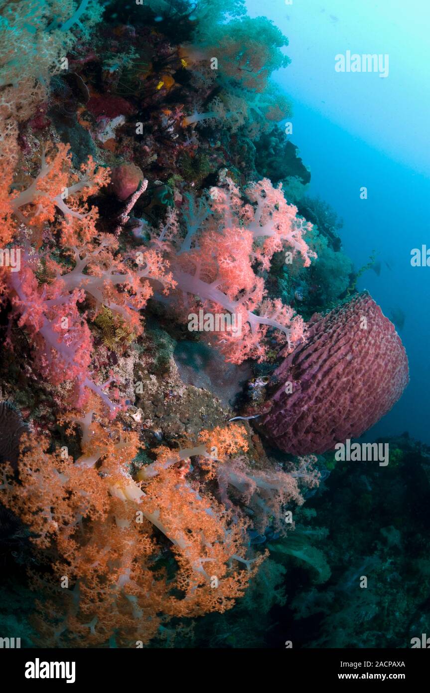 Coral reef. Barrel sponge (Xestospongia testudinaria) on a coral reef ...