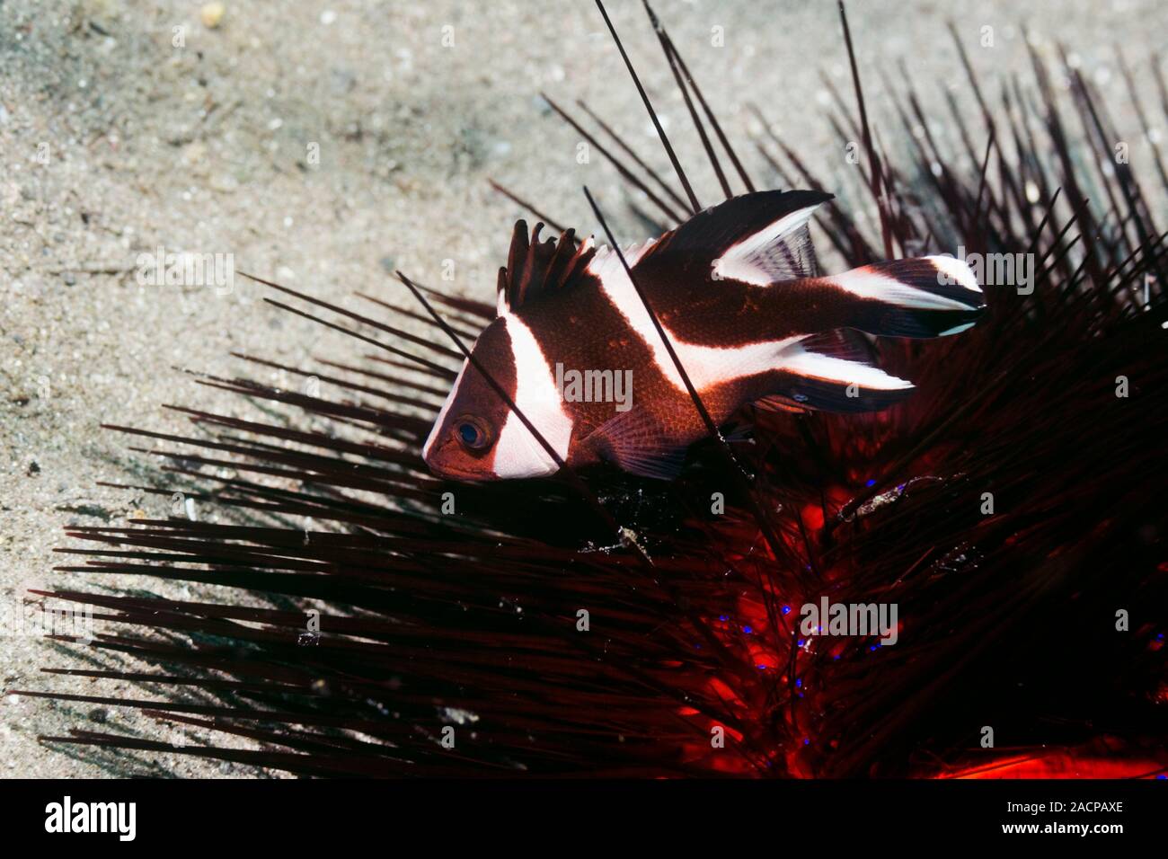 Snapper and sea urchin. Juvenile emperor red snapper (Lutjanus sebae ...