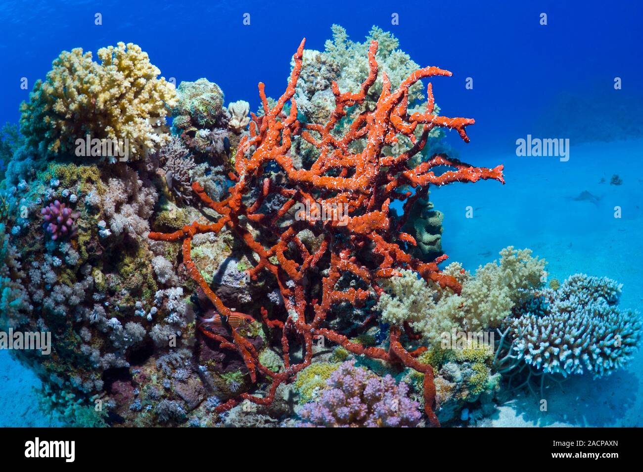 Sponge on a reef. Red sponge (phylum Porifera) branching amongst corals ...