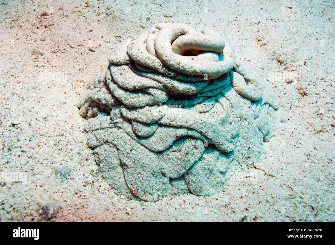 Worm sand cast. Sand cast on the sea-bed. This cast is formed by an ...