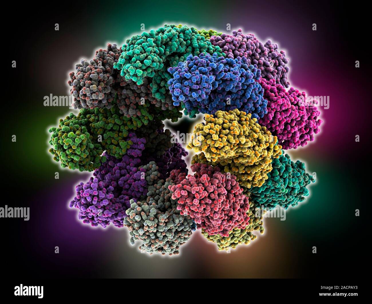 Chaperonin folding protein, molecular model. Chaperonins are proteins ...