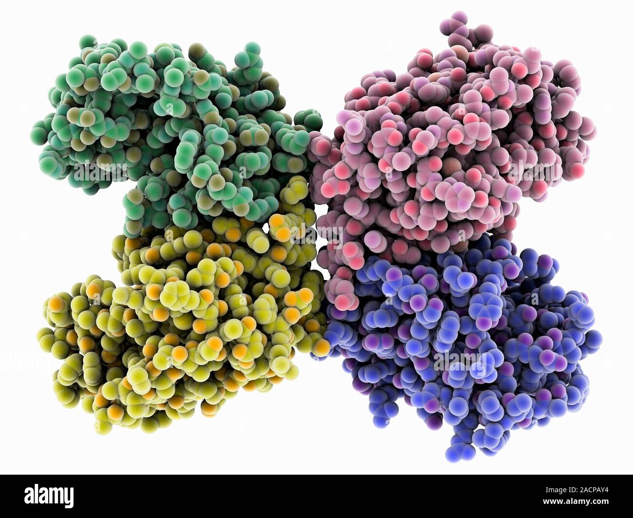 Capase 6 enzyme, molecular model. Caspases are proteases, enzymes that cleave proteins and play ...