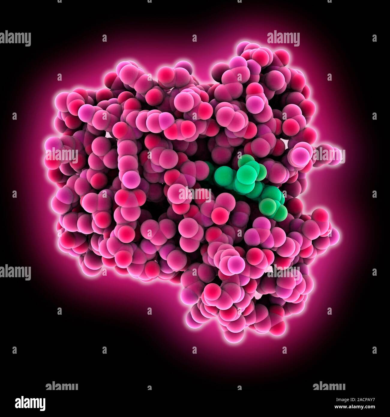 Myoglobin molecule. Computer model showing the structure of a myoglobin ...