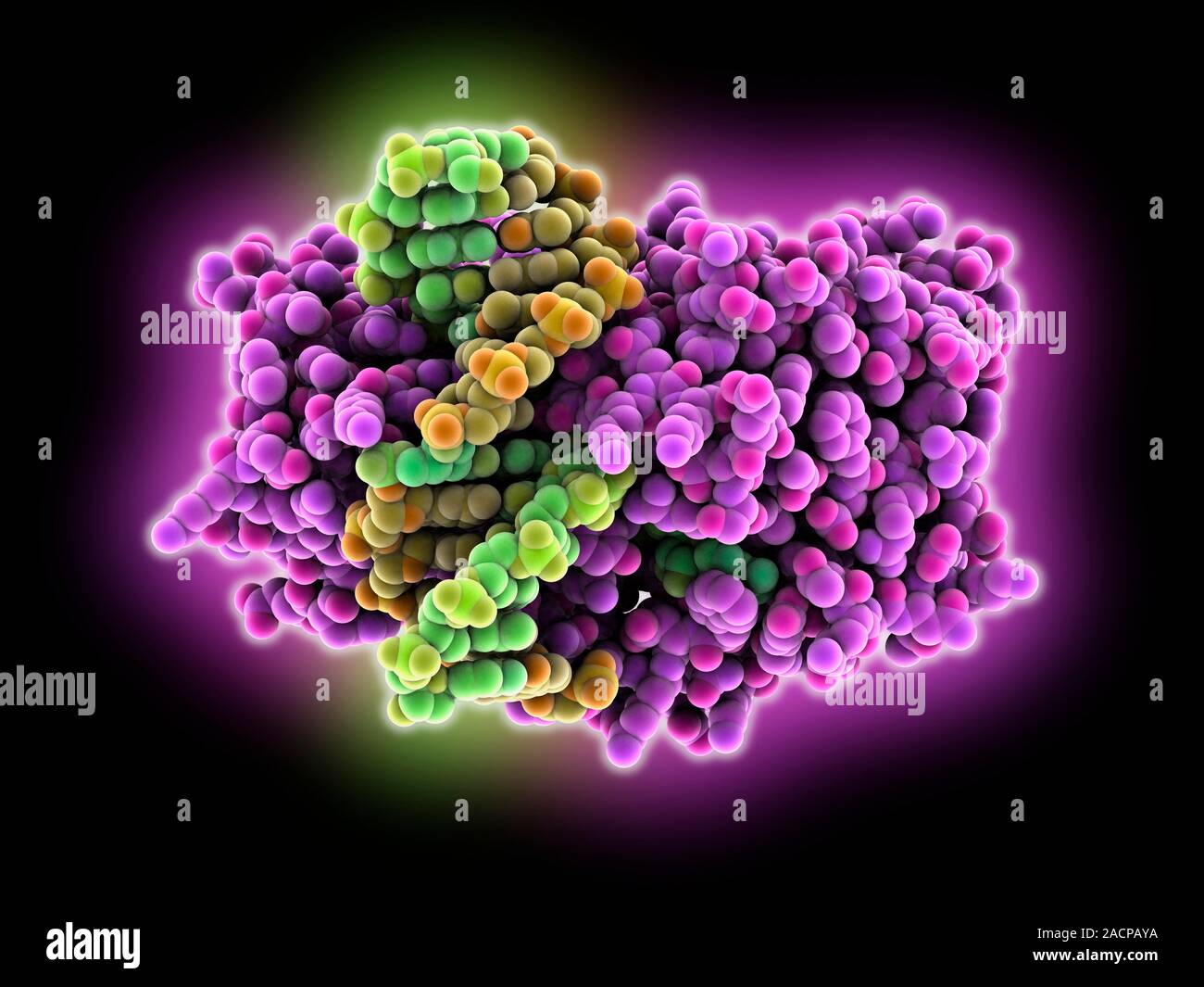 Methyltransferase and DNA. Molecular model of the enzyme HhaI methyltransferase (purple ...