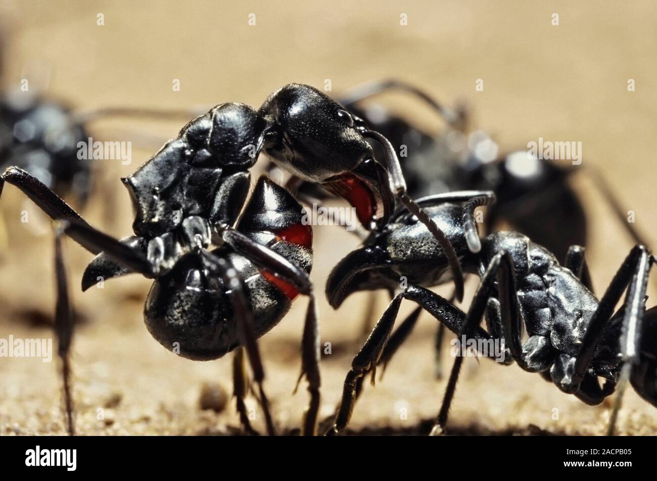 Queenless ants. Streblognathus peetersi ants fighting for dominance in ...