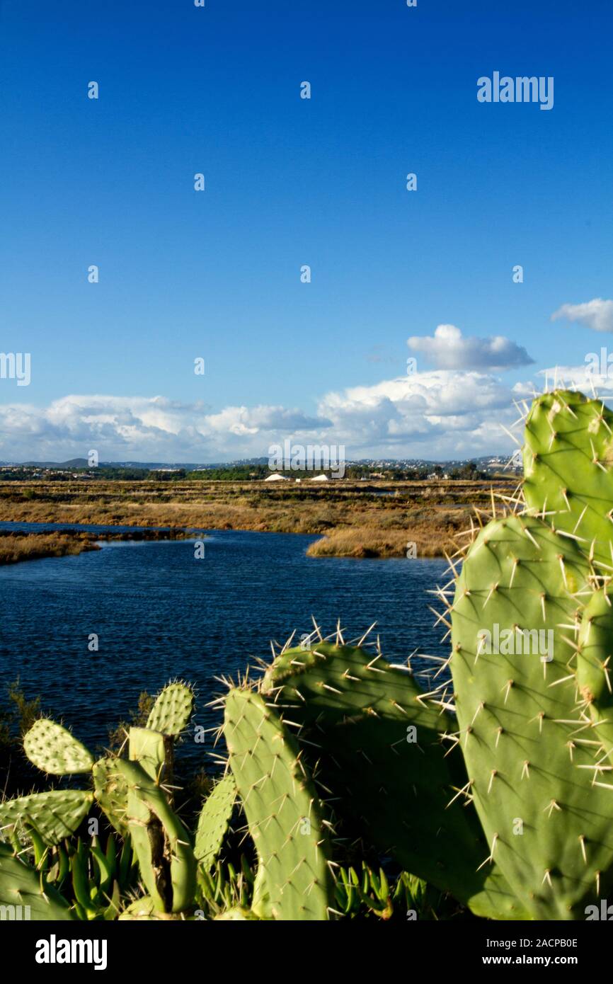 Beautiful marshlands hi-res stock photography and images - Alamy